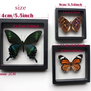 Real Butterfly 3D Floating Frame With Support Base ,original Butterfly ...