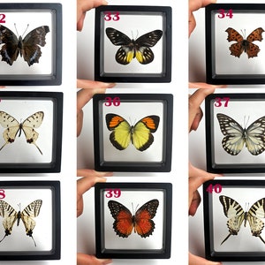 Real Butterfly 3D Floating Frame With Support Base ,original Butterfly ...