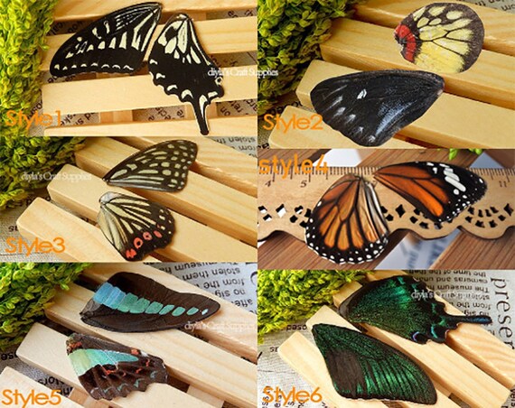 12pcs real butterfly wing authentic butterfly wing nature | Etsy