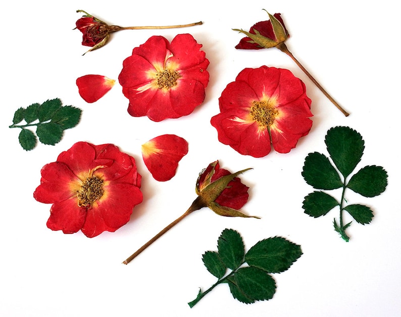 Real Dried Pressed Flowers Rose Buds and Rose Leaves for - Etsy