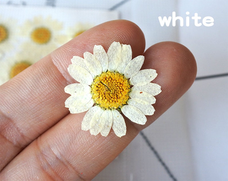 12 pieces pink Daisies Pressed flowers for resin natural | Etsy