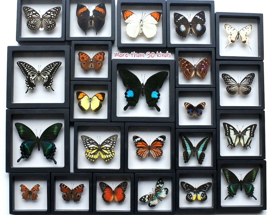 Real Butterfly 3D Floating Frame With Support Base ,original Butterfly ...