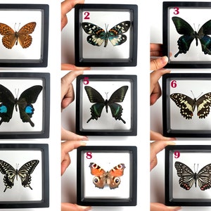 Real Butterfly 3D Floating Frame With Support Base ,original Butterfly ...