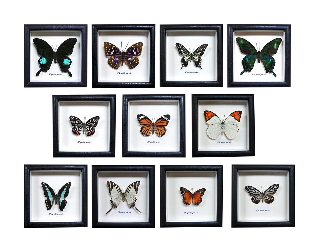 Real Butterfly Framed,butterfly in 15cm Wood Frame,butterfly Specimen ...