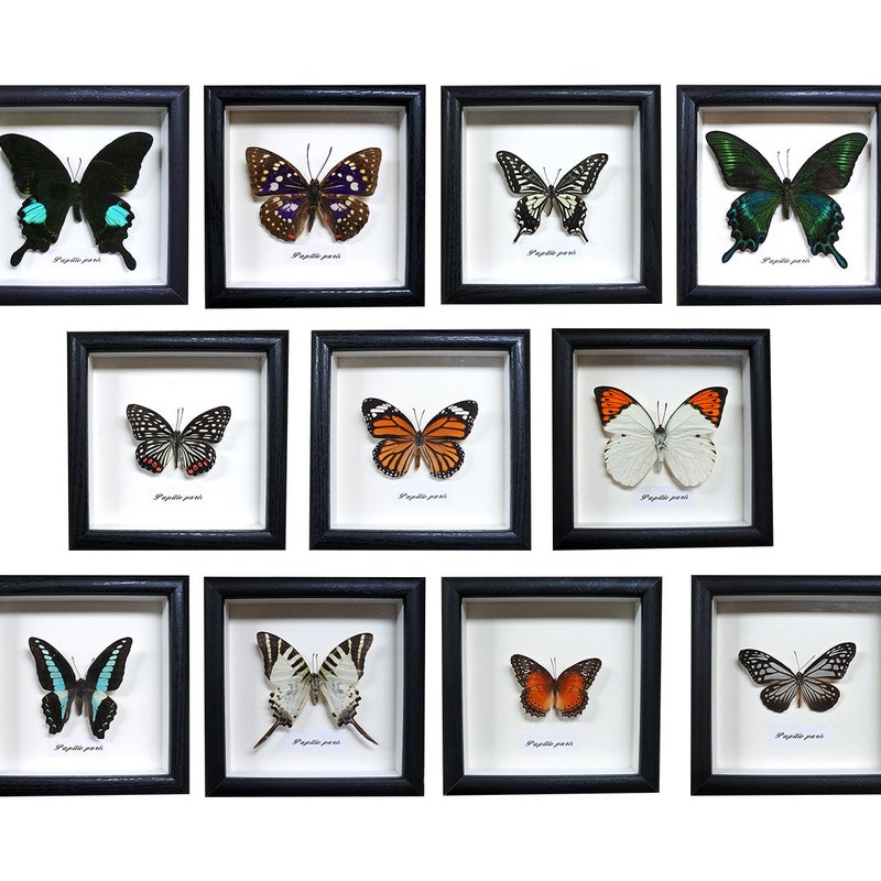 Butterfly Taxidermy - Etsy