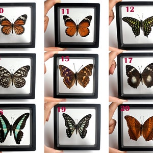 Real Butterfly 3D Floating Frame With Support Base ,original Butterfly ...