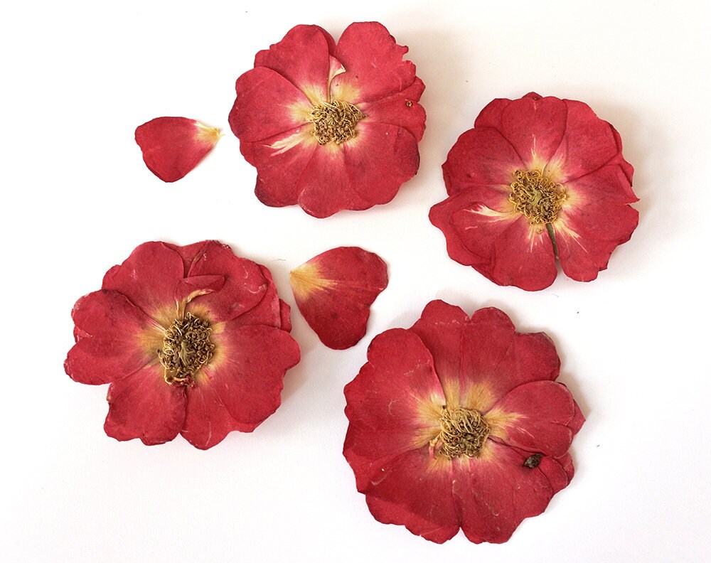 Real Dried Pressed Flowers Rose Buds and Rose Leaves for - Etsy