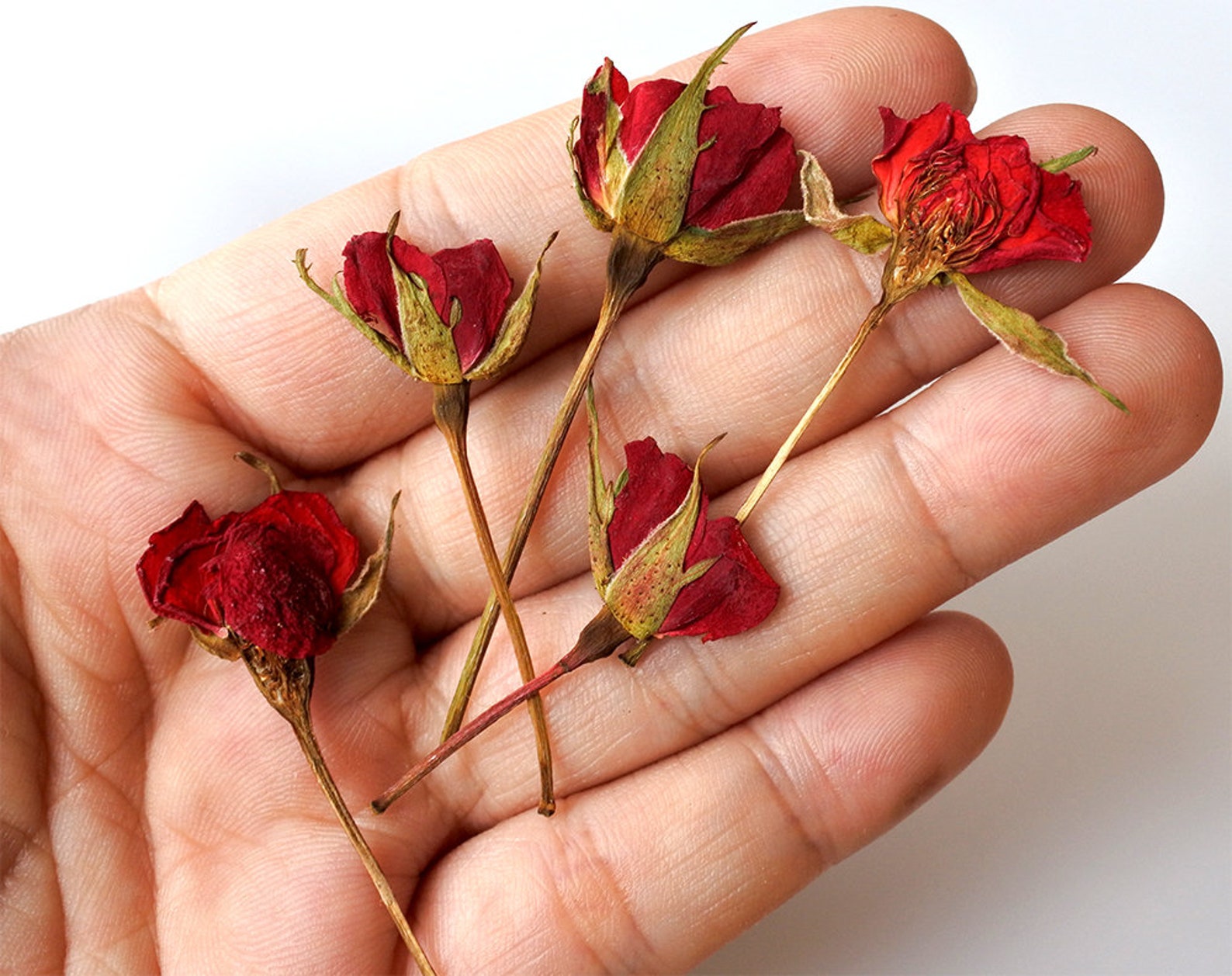 Real Dried Pressed Flowers Rose Buds and Rose Leaves for - Etsy