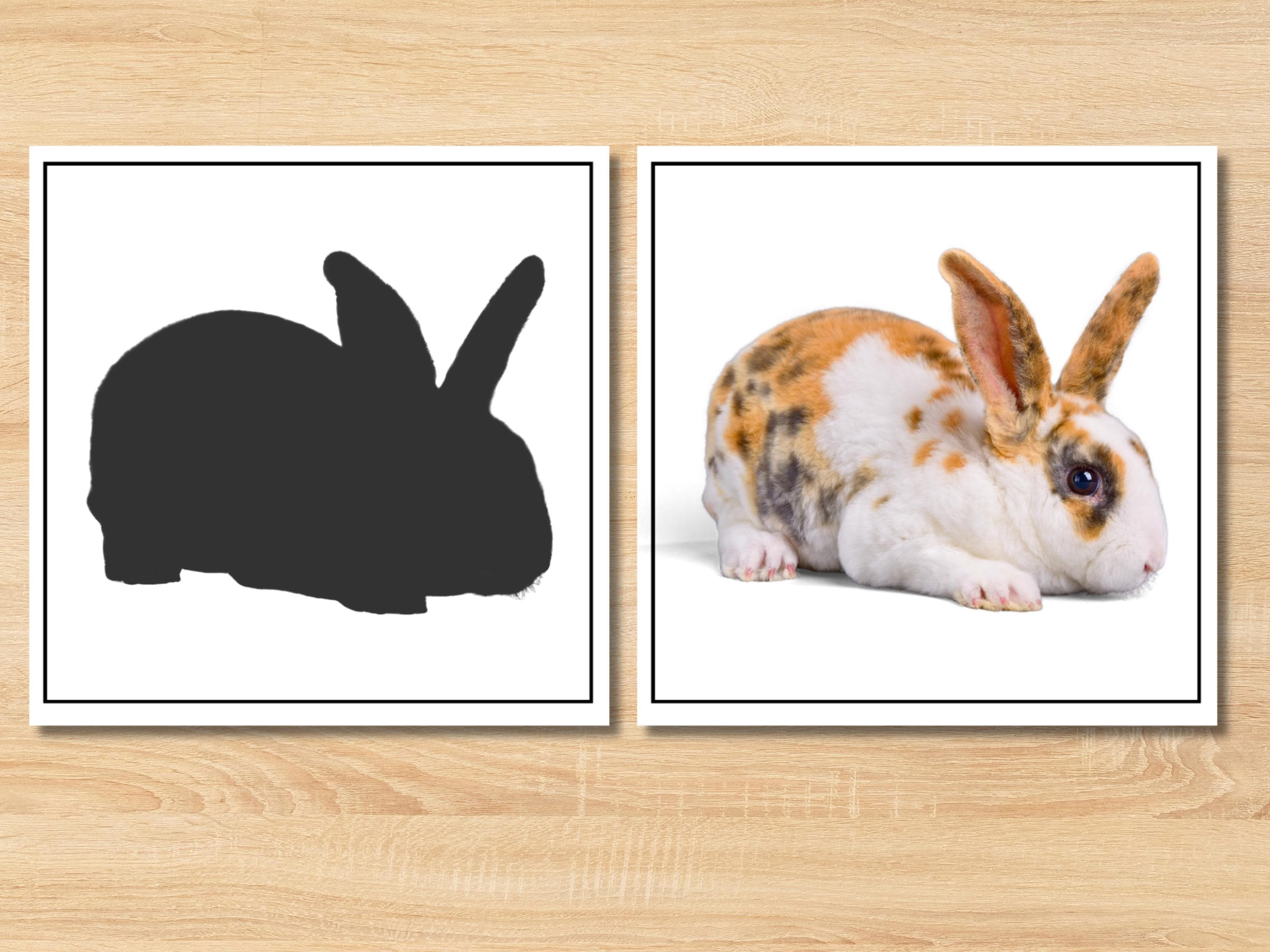 Montessori Pet Animals Shadow Matching Game | Preschool Printable ...
