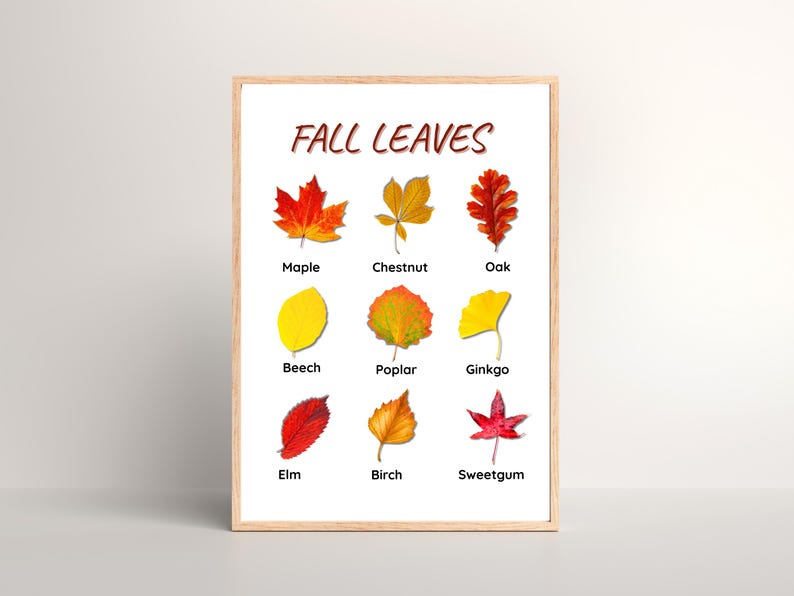 Autumn Leaves Learning Poster | Preschool Fall Leaf Chart Montessori ...
