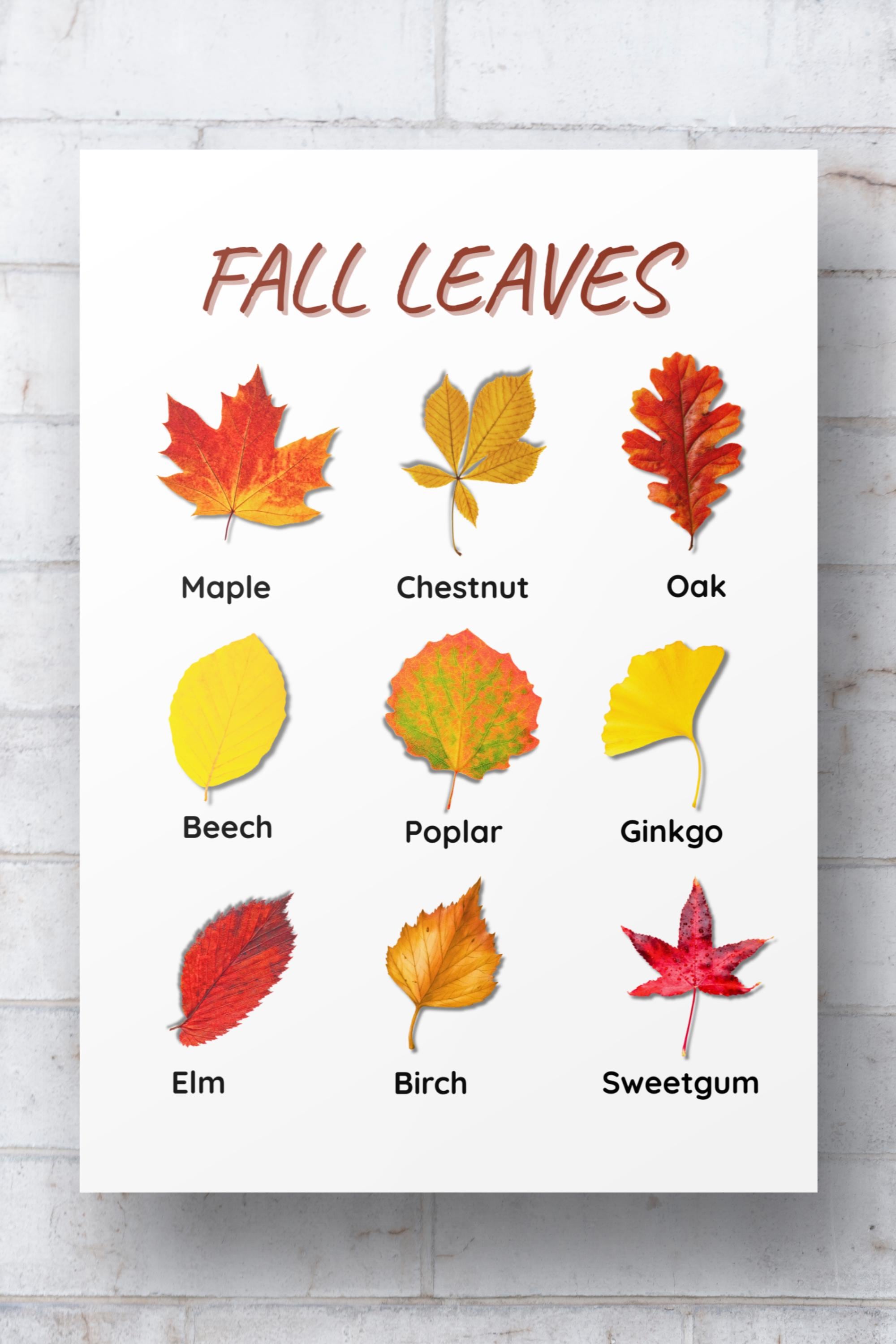 Autumn Leaves Learning Poster | Preschool Fall Leaf Chart Montessori ...