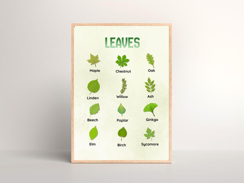 Green Leaves Educational Poster – Montessori Homeschool Printable ...