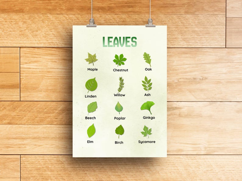 Green Leaves Educational Poster – Montessori Homeschool Printable ...