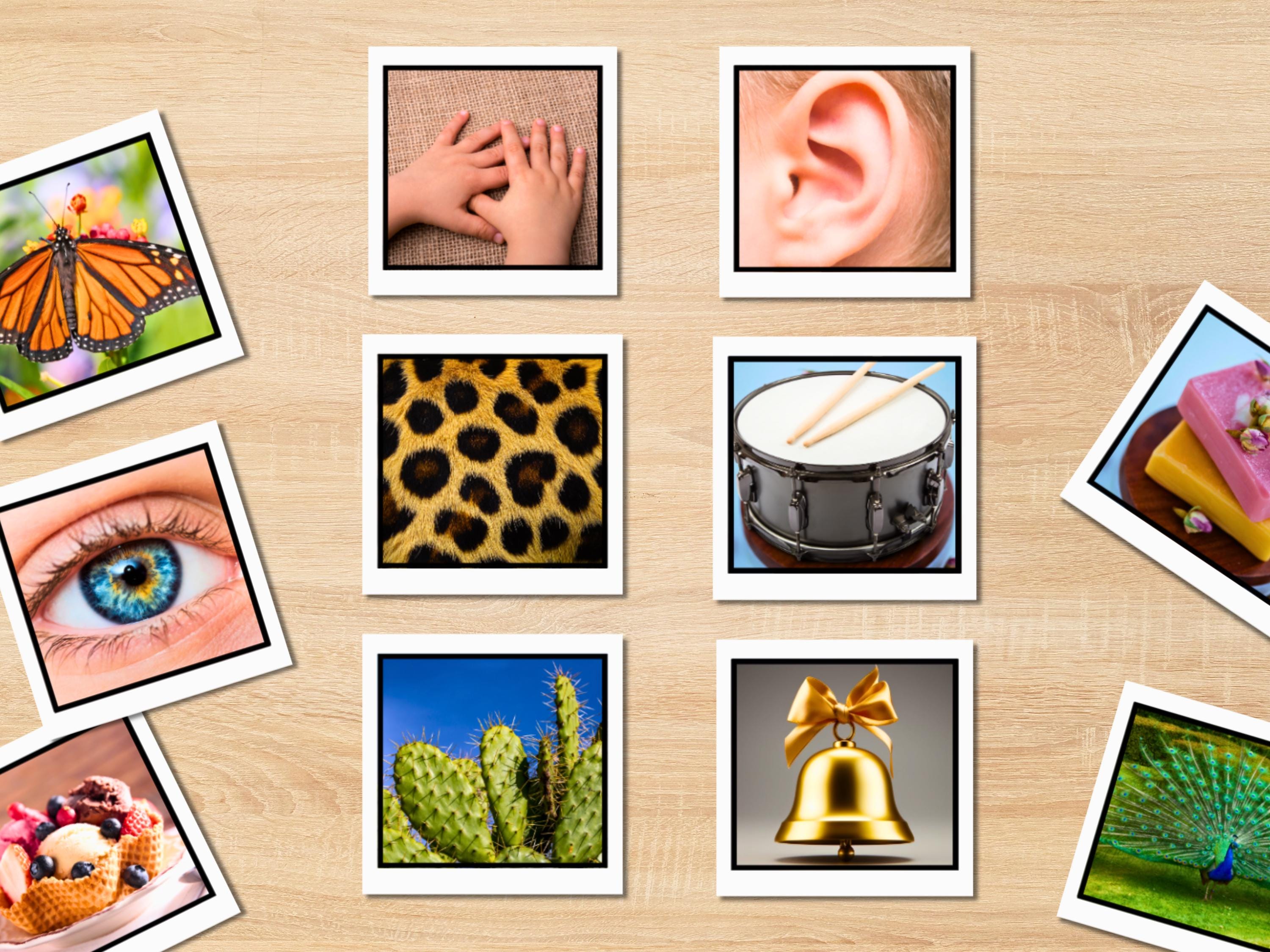 Five Senses Sorting Activity Cards Printable | Montessori Real Pictures ...
