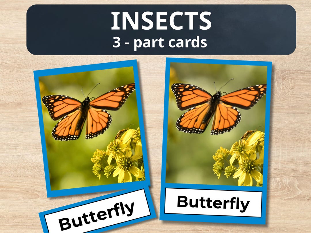Insects Montessori 3-part Cards | Printable Real Pictures Flashcards ...