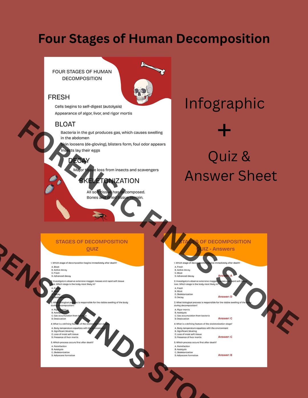 Four Stages of Human Decomposition Infographic + Quiz & Answer Key ...