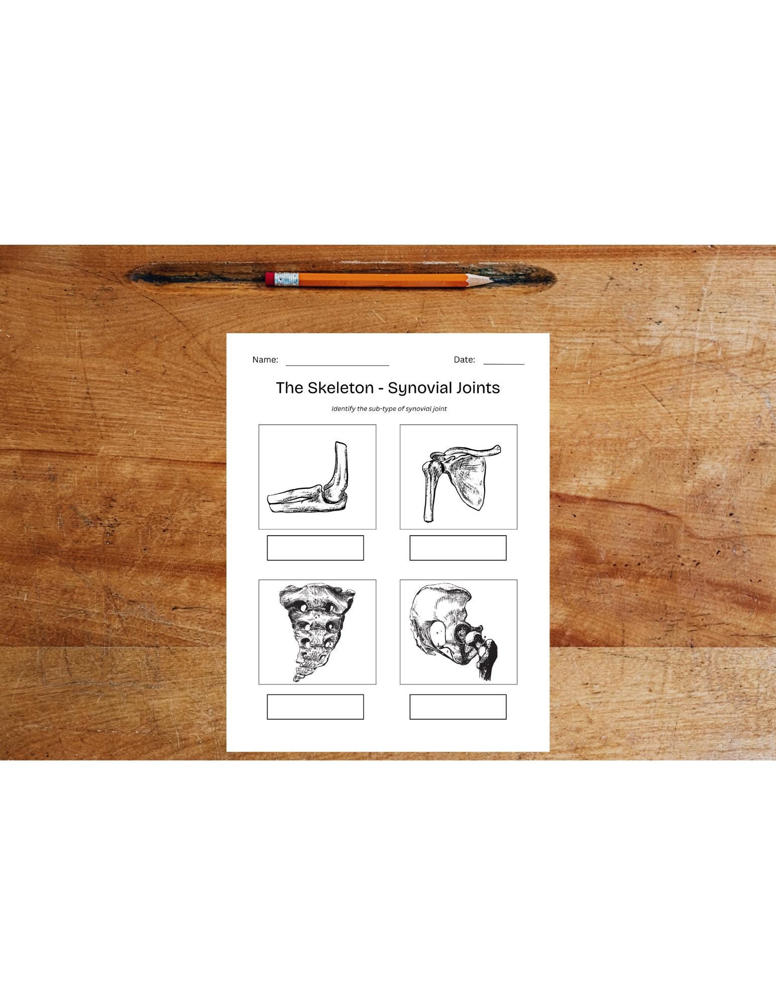 Skeleton Identification Worksheets, Human Anatomy, Forensic Science ...