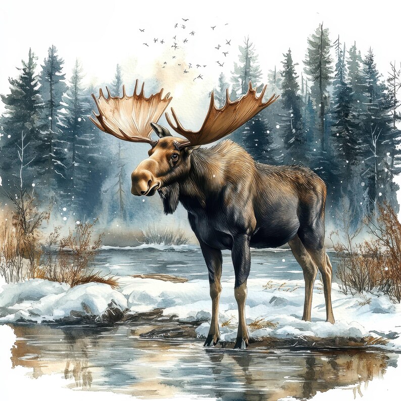 10 Winter Moose Clipart, High Quality Jpgs, Digital Download ...