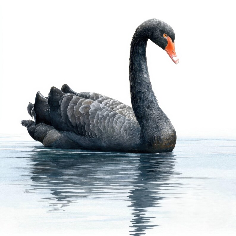 10 Black Swan Clipart, 10 High Quality Jpgs, Digital Download, Swan ...