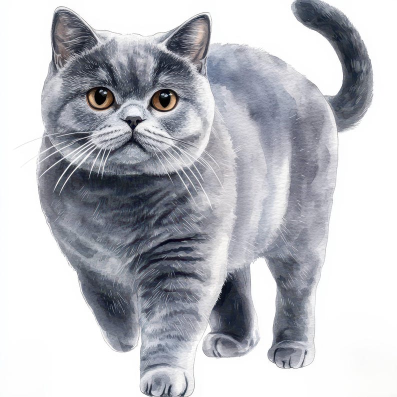 10 British Shorthair Cats Clipart, Digital Download, Card Making, 10 ...