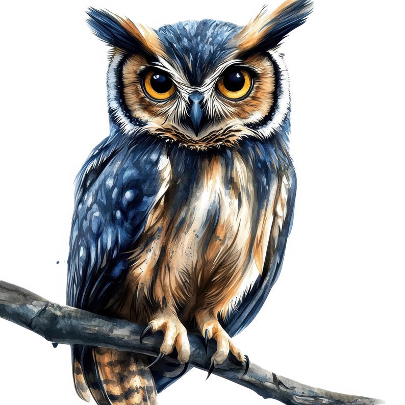 10 Grumpy Owl Clipart, 10 High Quality Jpgs, Digital Download ...
