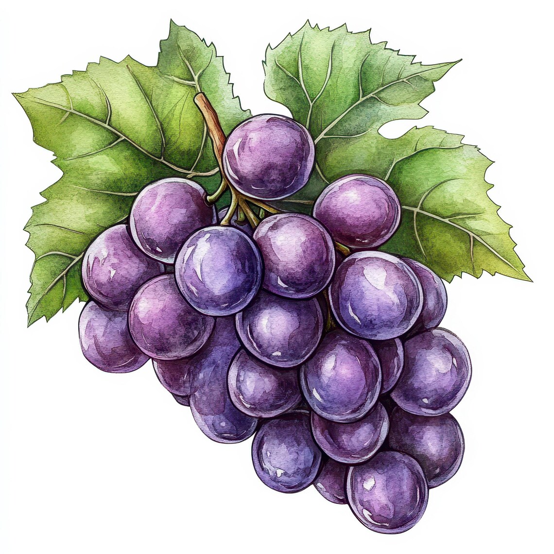 12 Bunch of Grapes Clipart, Grapes Clipart, Printable Watercolor ...