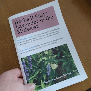 Herbs R Easy Growing Lavender in the Midwest by Marcy Lautanen-raleigh ...