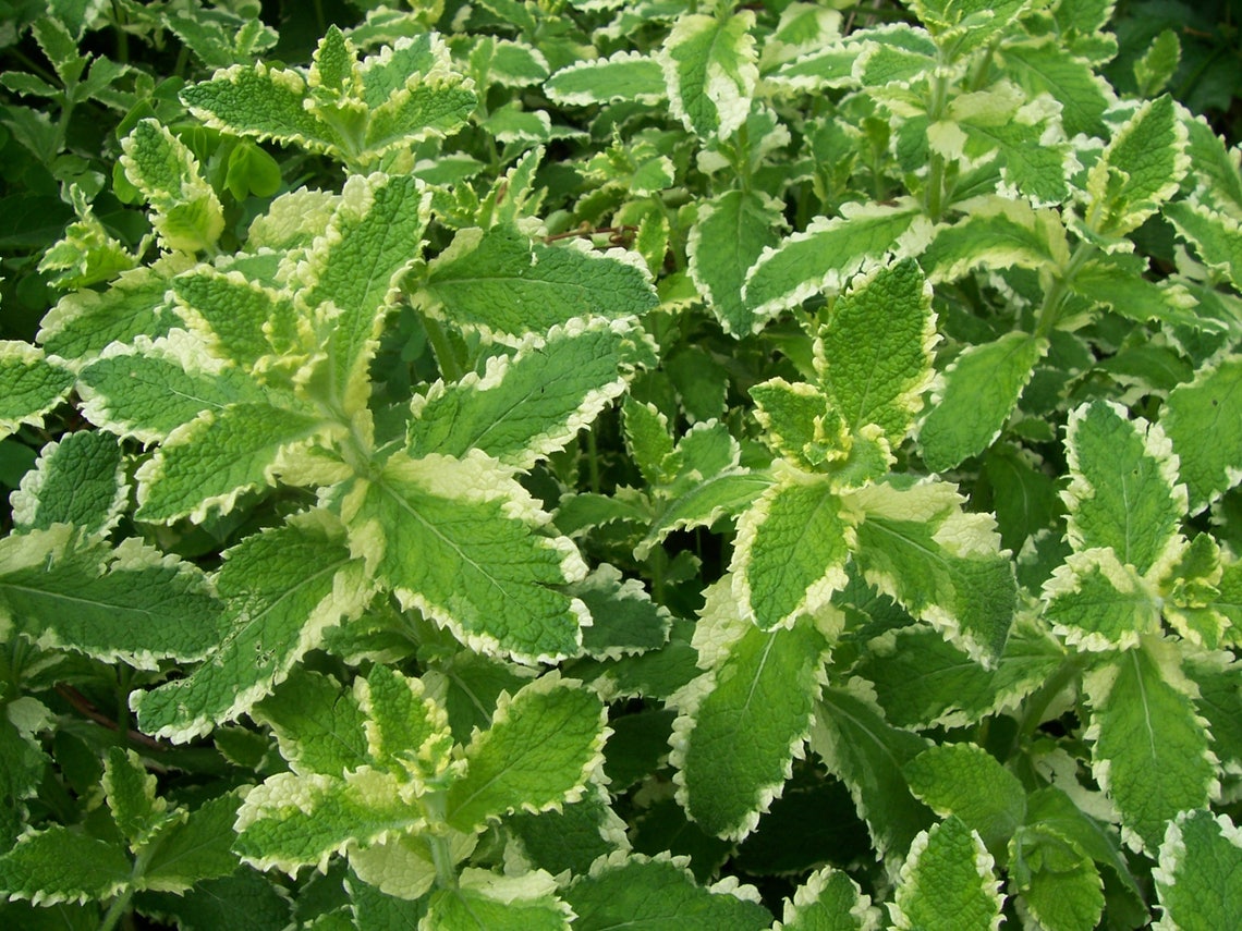 Pair of Mint Meat Rub Mixes, Hand-blended Salt-free Dry Herb Seasoning ...