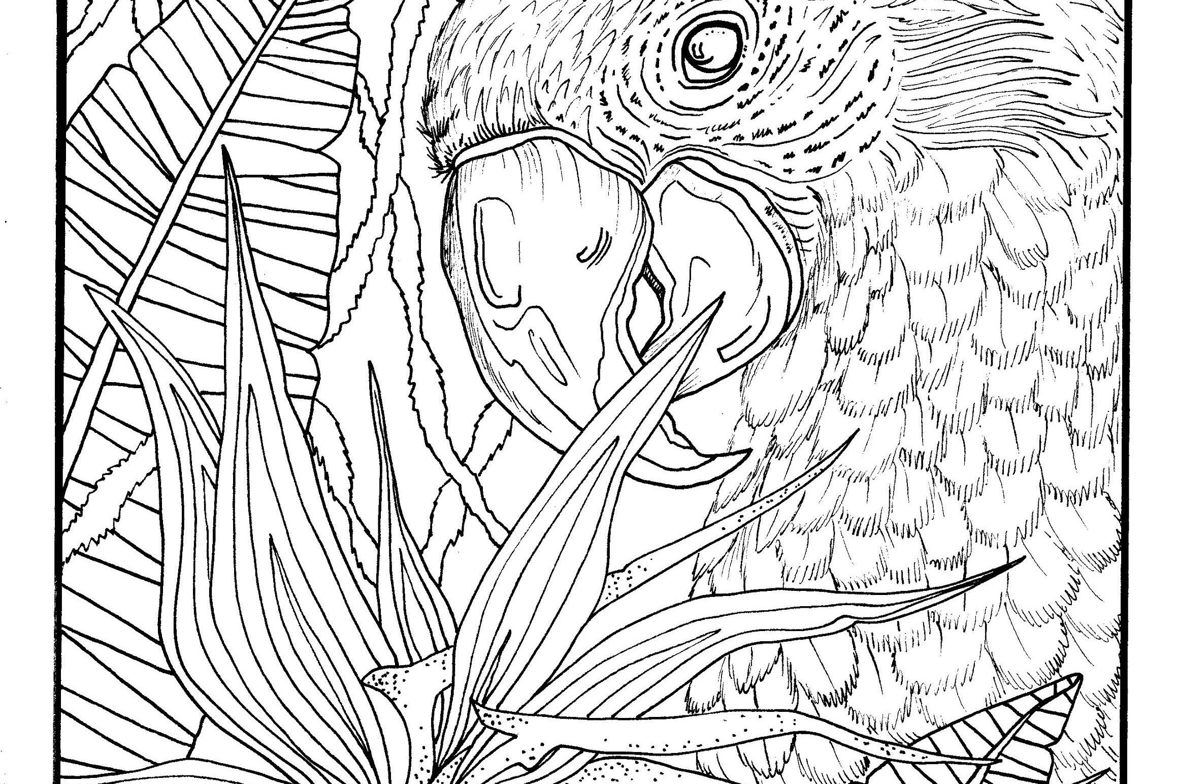 TROPICAL Coloring Fun! Flamingo, Parrot, Egret, Dragonfly and Lovebird ...