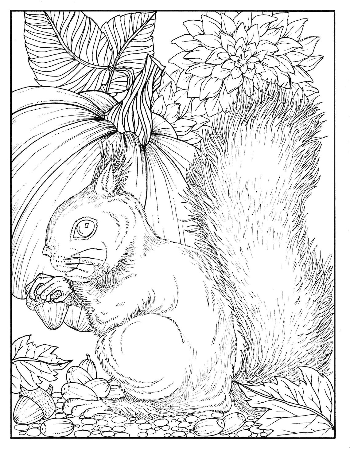 Fall Squirrel Digital Coloring Page Digi Stamp Thanksgiving - Etsy