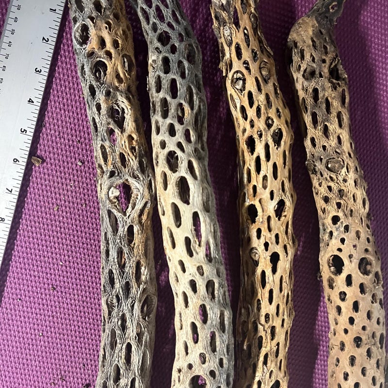 Cactus Skeleton - Etsy