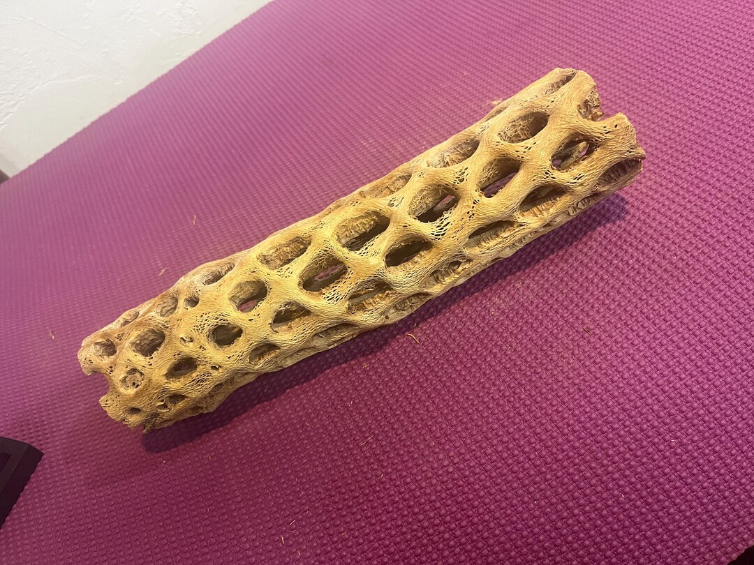 11" Long 'holy' Cholla Cactus for Aquarium/terrariums. - Etsy