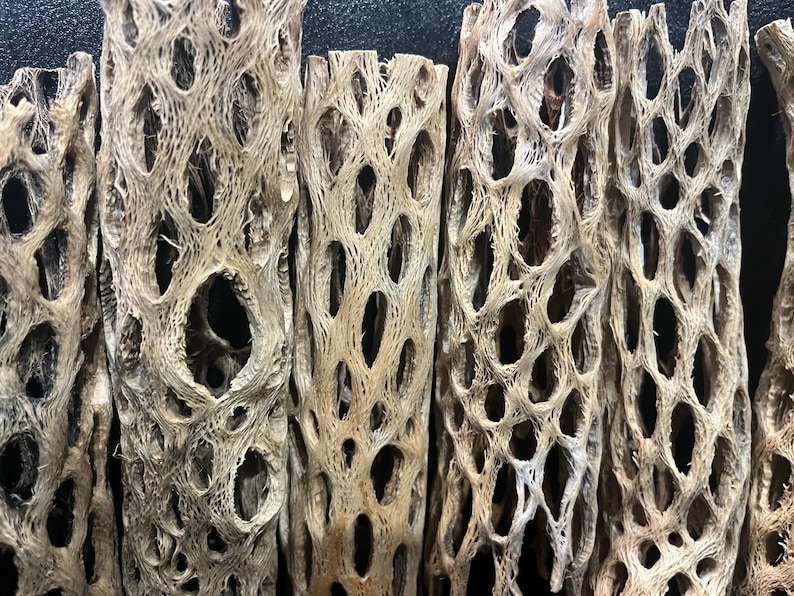 6" Thin Walled Cholla Cactus Skeleton for Aquarium/terrariums. - Etsy