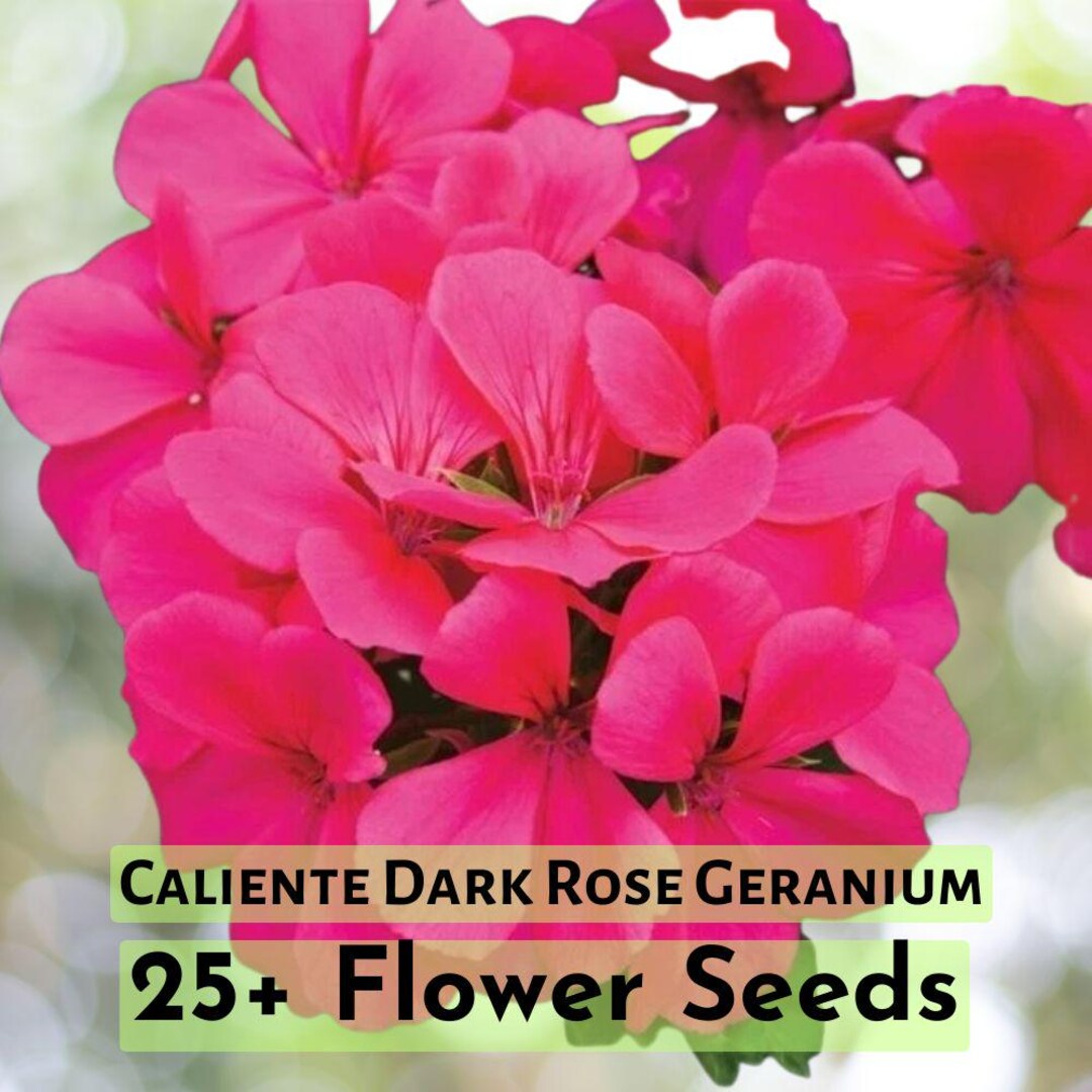 25+ Caliente Dark Rose Geranium Seeds | Grow Bold Pink Blooms With Heat ...