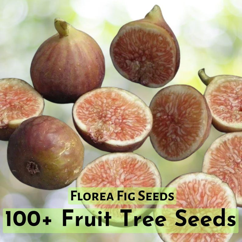100+ Florea Fig Seeds | Early Ripening Cold-hardy Fig Variety for ...