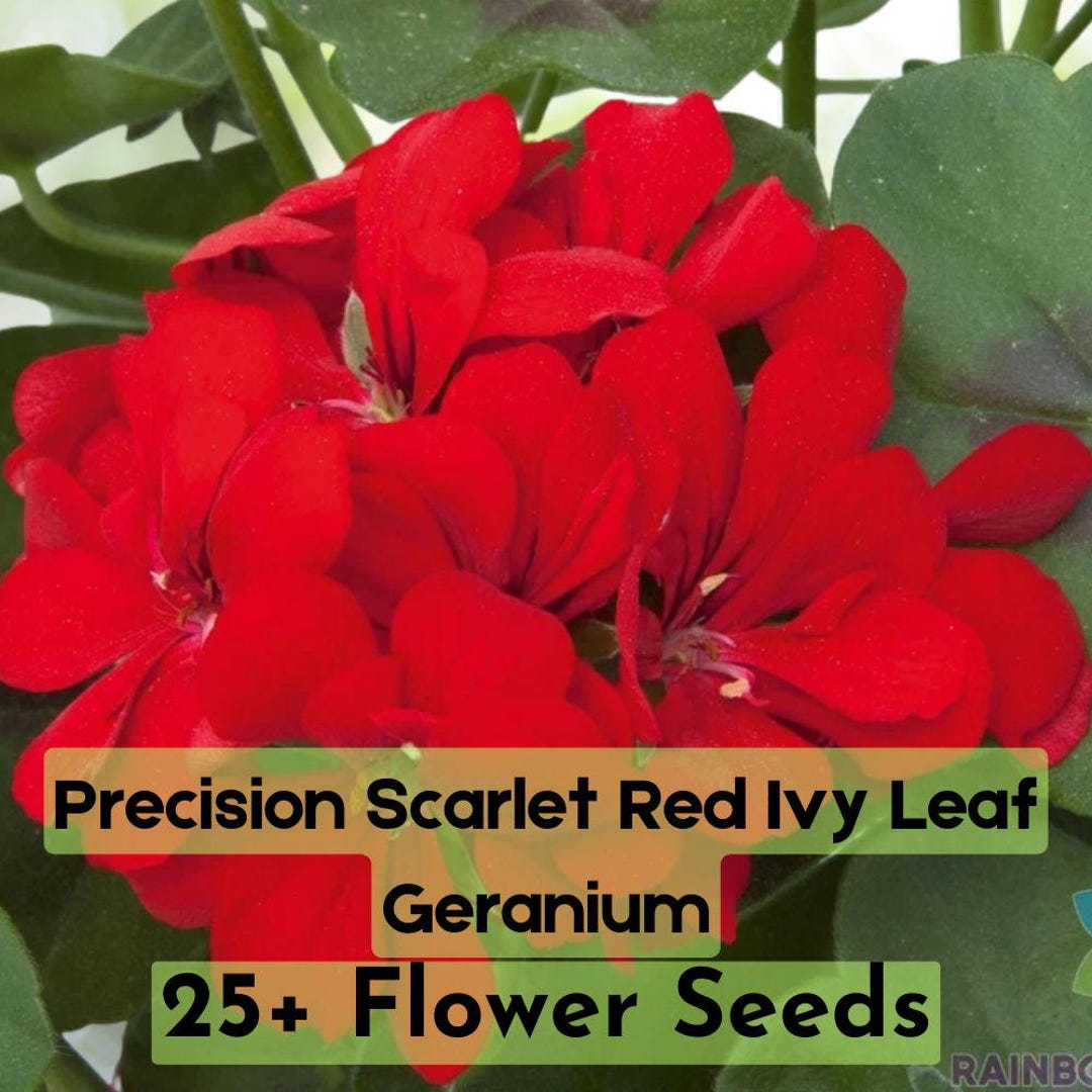 25+ Precision Scarlet Red Ivy Leaf Geranium Seeds | Trailing ...