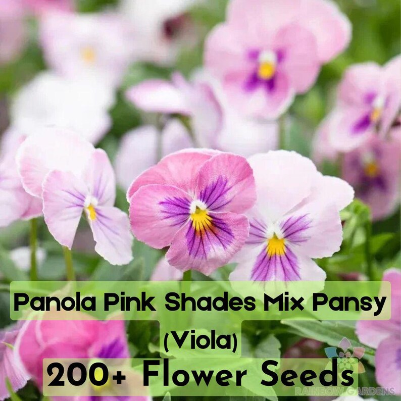 200+ Panola Pink Shades Mix Pansy Seeds | Viola × Wittrockiana | Pink ...