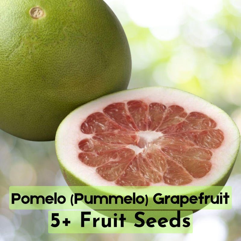 Pomelo - Etsy