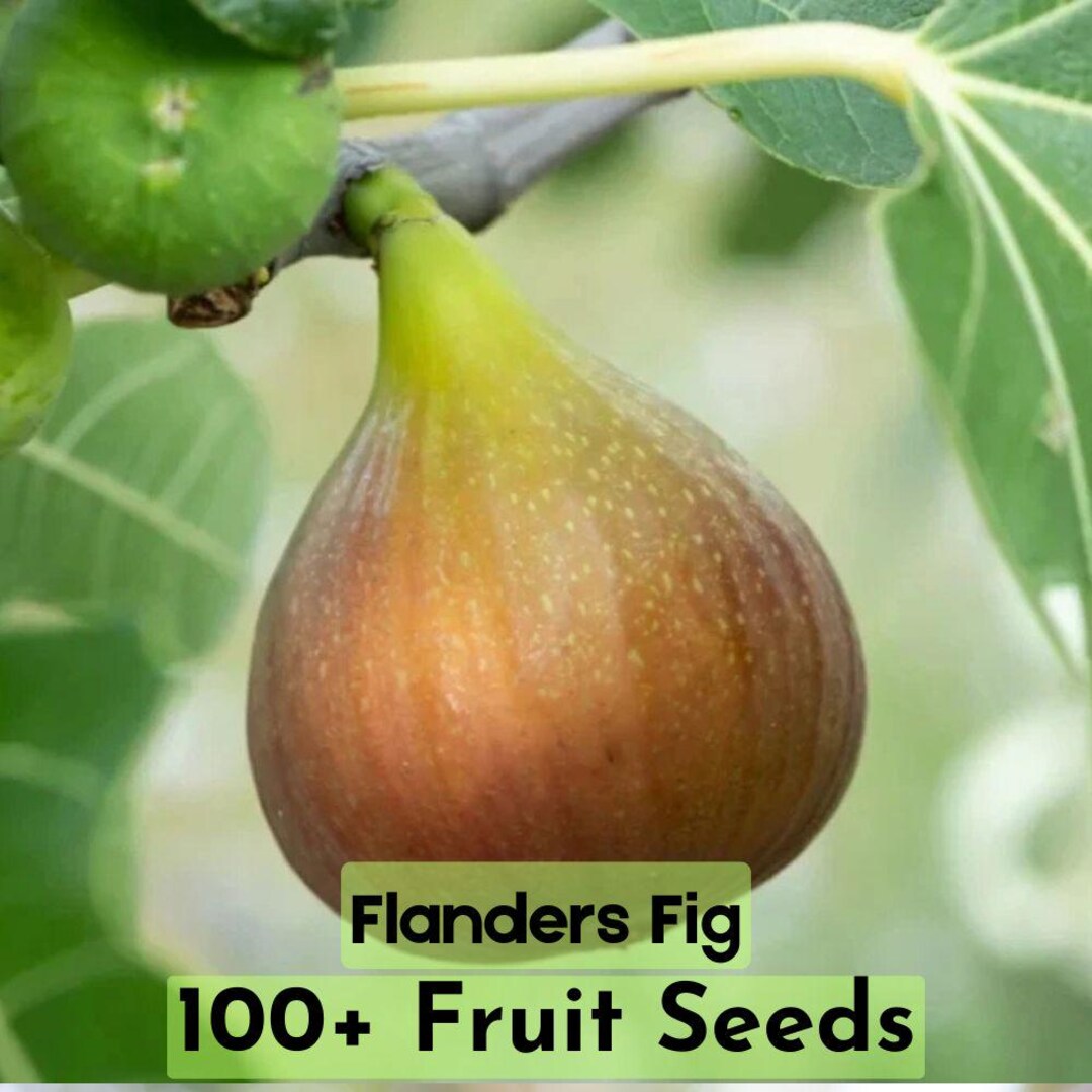 100+ Flanders Fig Seeds | Cold-hardy Sweet Fig Variety for Garden ...