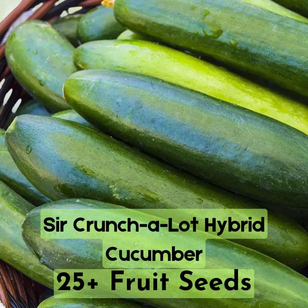 25+ Sir Crunch-a-lot Hybrid Cucumber Seeds | Crisp & Juicy Garden ...
