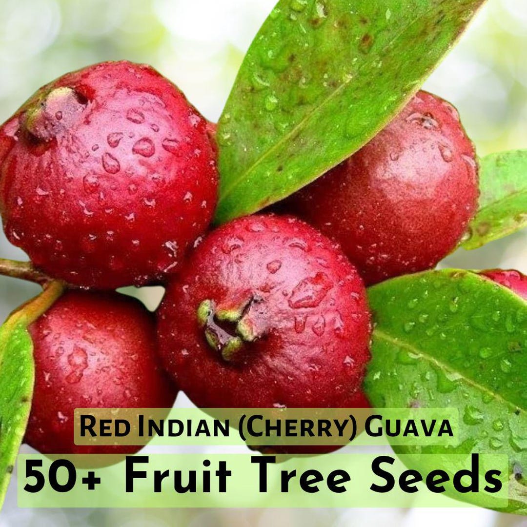 50+ Red Guava Seeds | Indian Cherry Guava | Tropical Fruit Seeds for ...