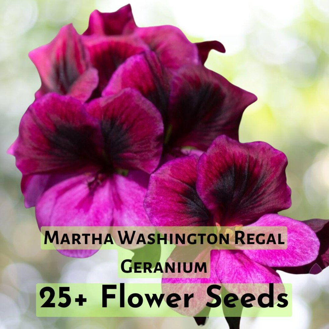 25+ Martha Washington Regal Geranium Seeds | Vibrant Flower Seeds ...