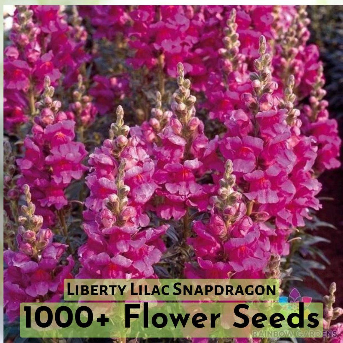 1000+ Liberty Lilac Snapdragon Seeds | Tall Spikes of Soft Purple ...