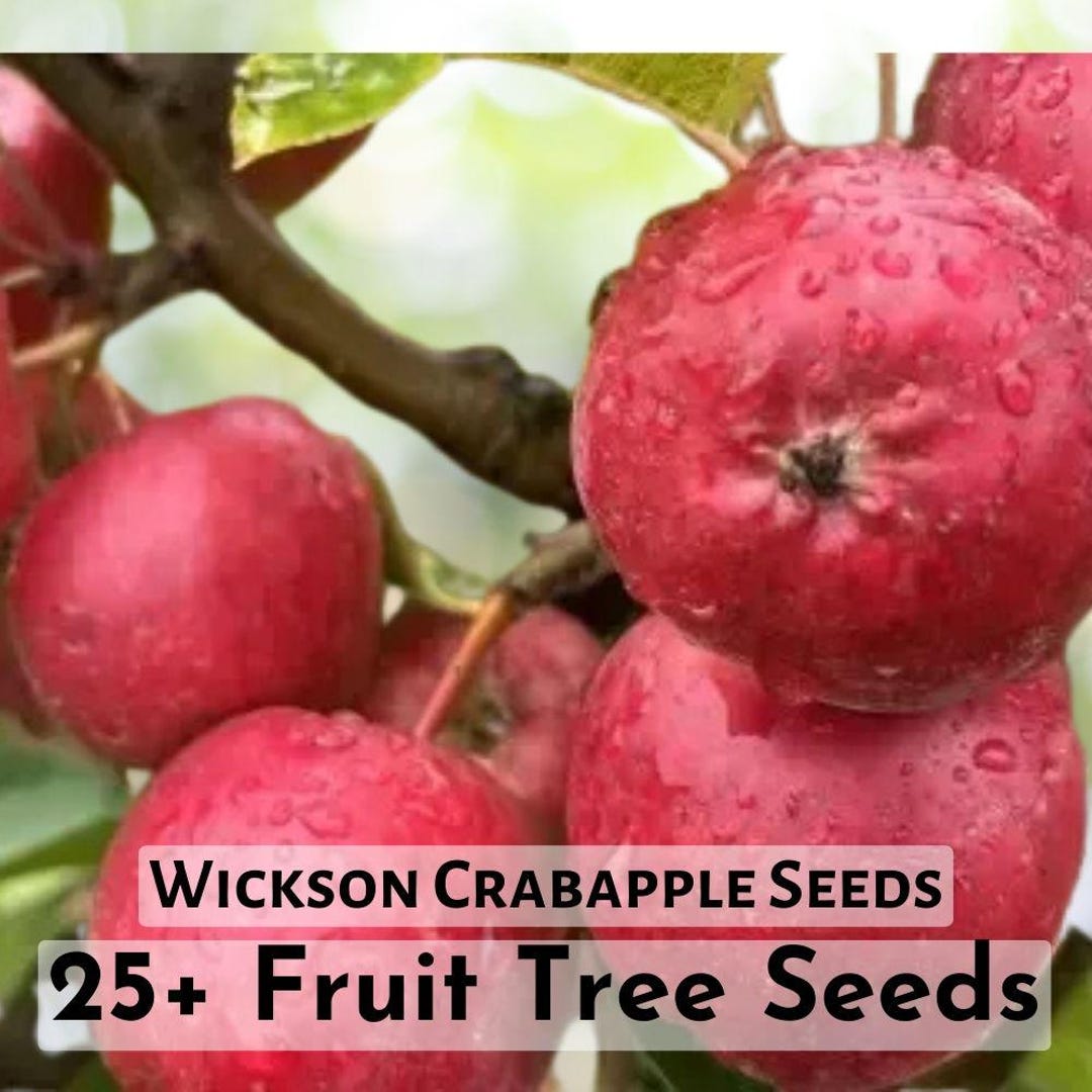 25+ Wickson Crabapple Seeds | Ornamental & Edible Crabapple Tree Seeds ...