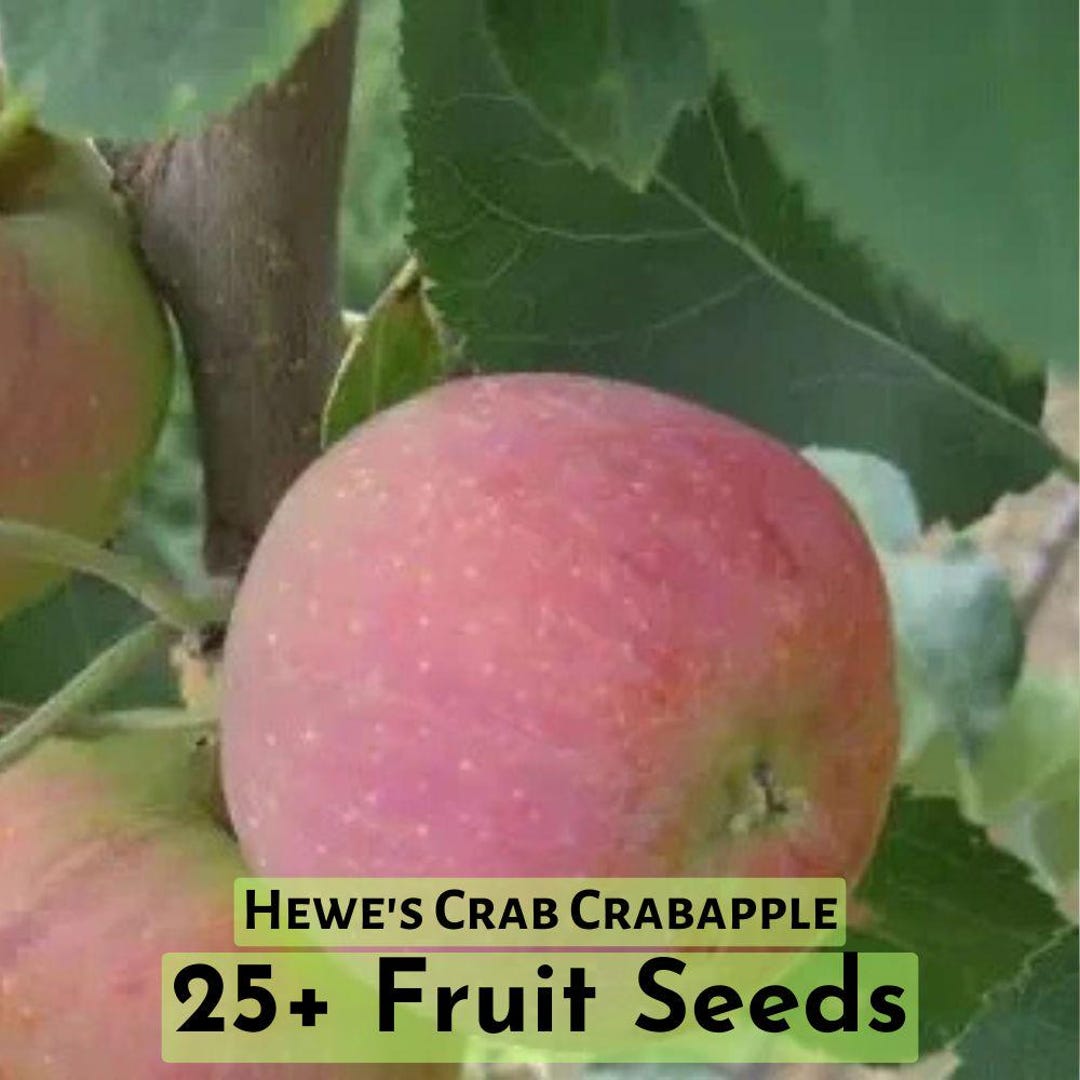 25+ Hewe’s Crab Crabapple Seeds | Historic Heirloom Variety | Cold ...
