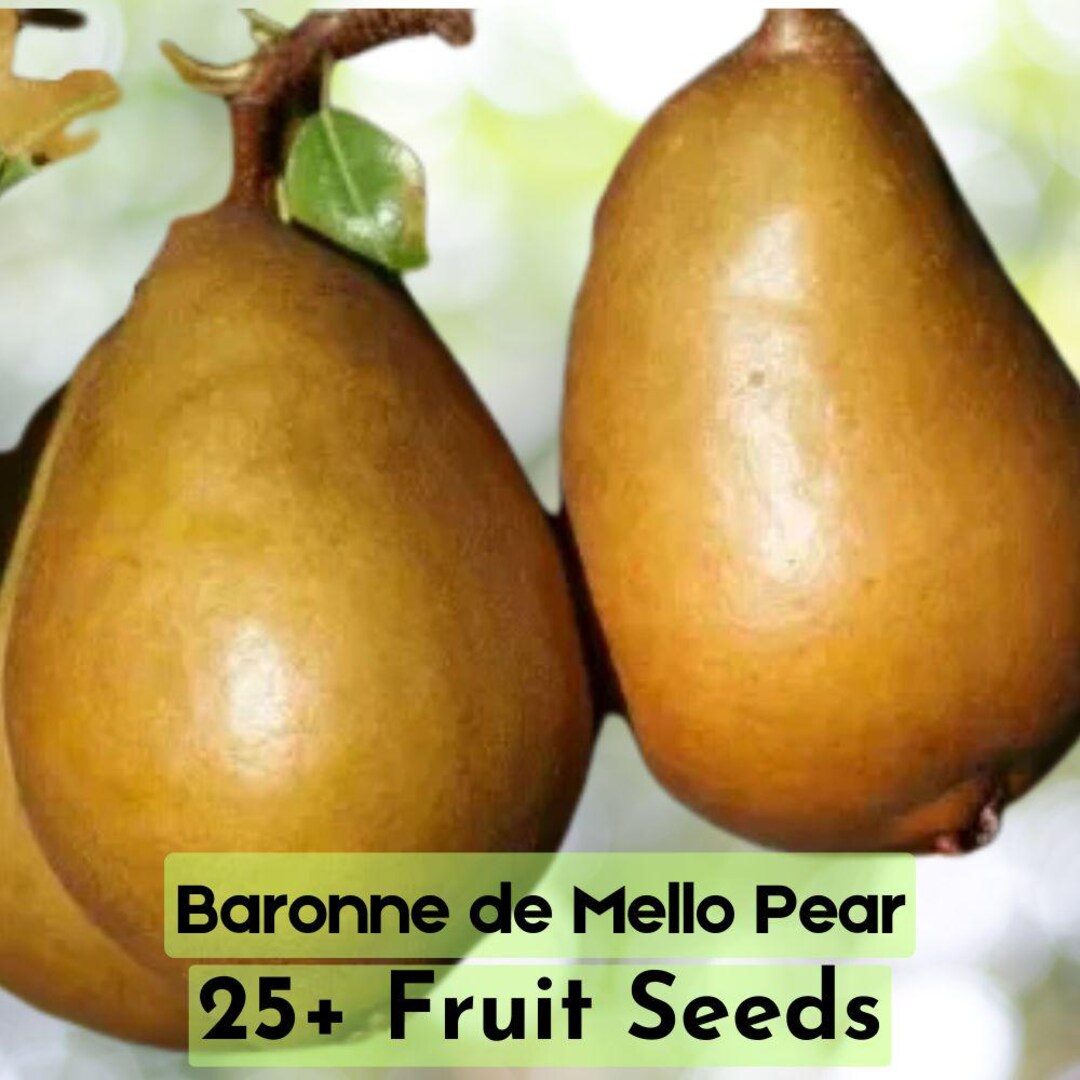25+ Baronne De Mello Pear Seeds | Rare Heirloom Pear Variety for Garden ...