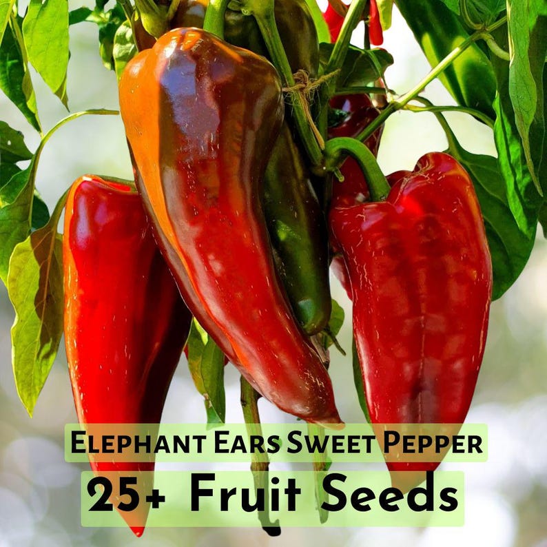 25+ Elephant Ears Sweet Pepper Seeds | Grow Your Own Hearty Bell-style ...