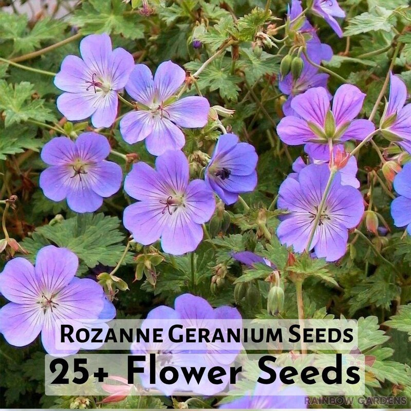 Hardy Geranium - Etsy