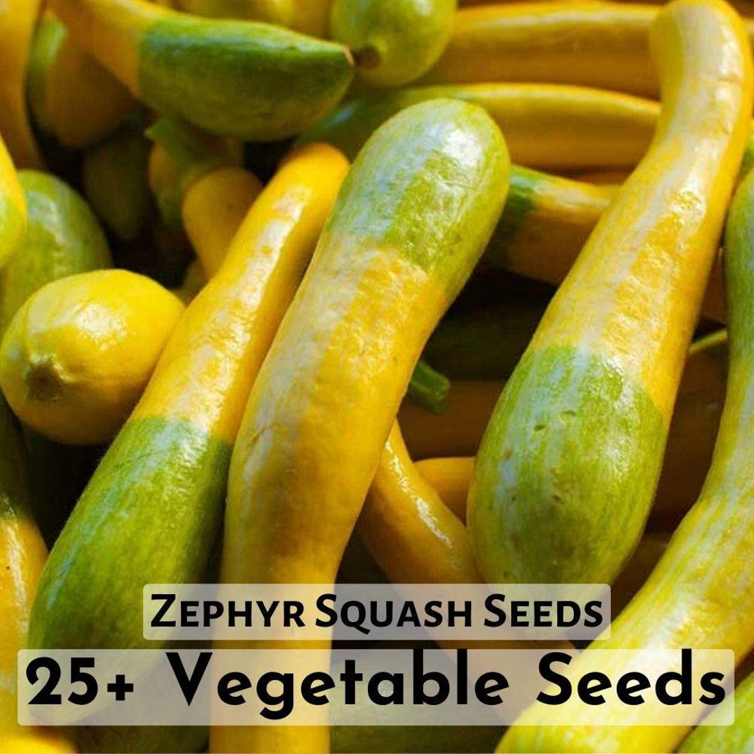 25+ Zephyr Squash Seeds for Garden Planting | Vibrant Yellow & Green ...