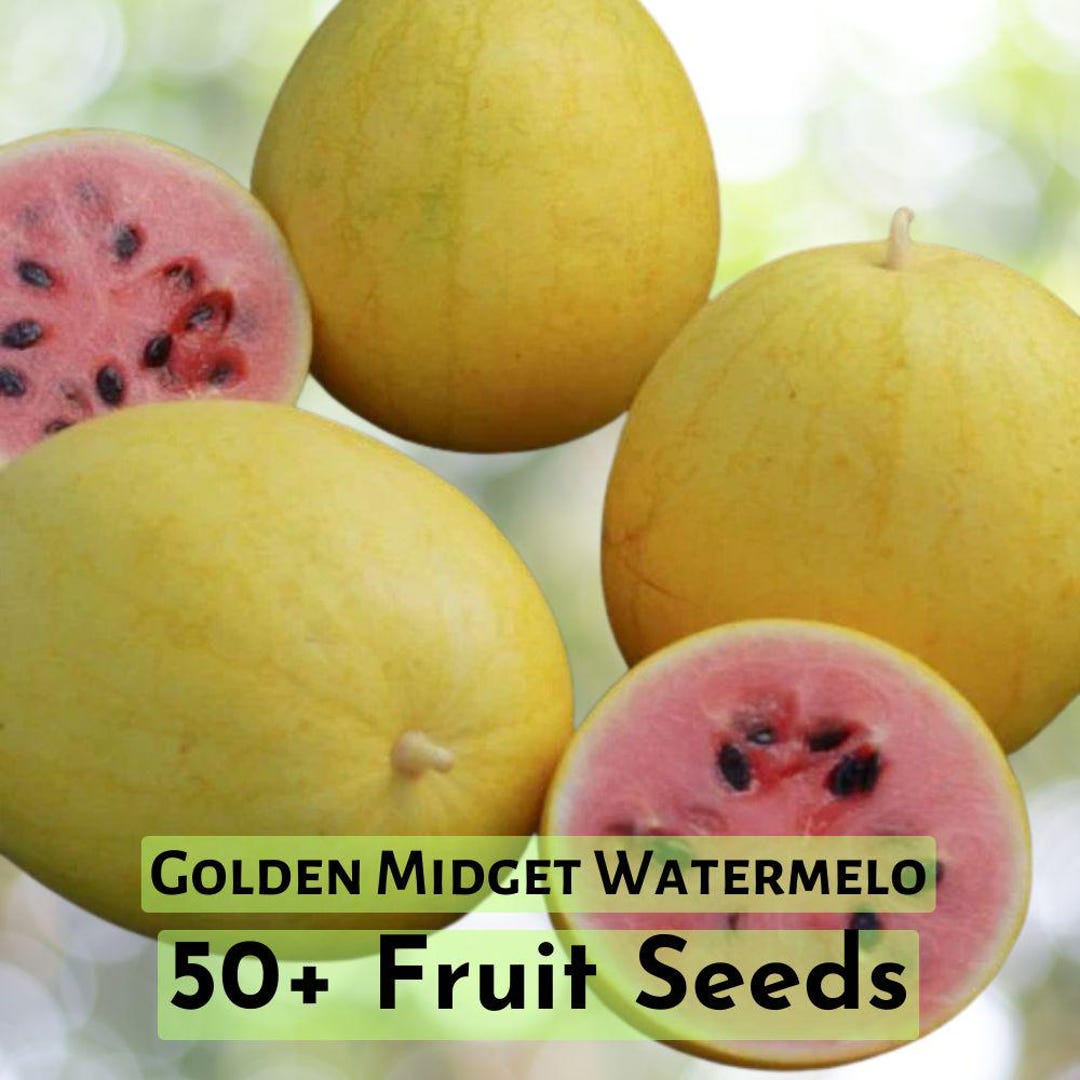 50+ Golden Midget Watermelon Seeds | Grow Your Own Early-ripening Mini ...